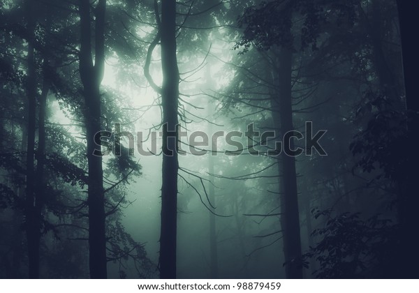 Black Tree Trunk Dark Pine Tree Stock Photo 98879459 | Shutterstock