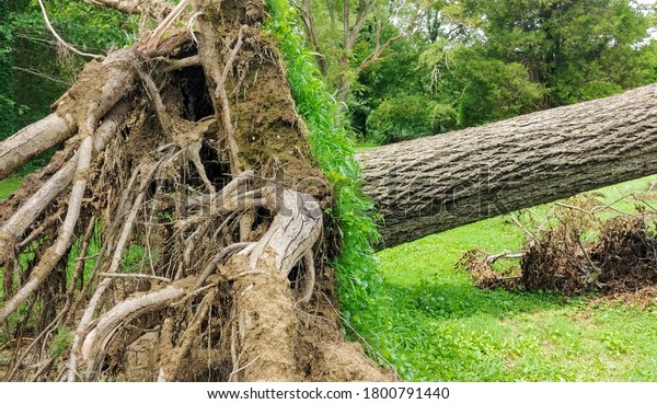 Black Walnut Tree Root Ball Trunk Stock Photo 1800791440 | Shutterstock