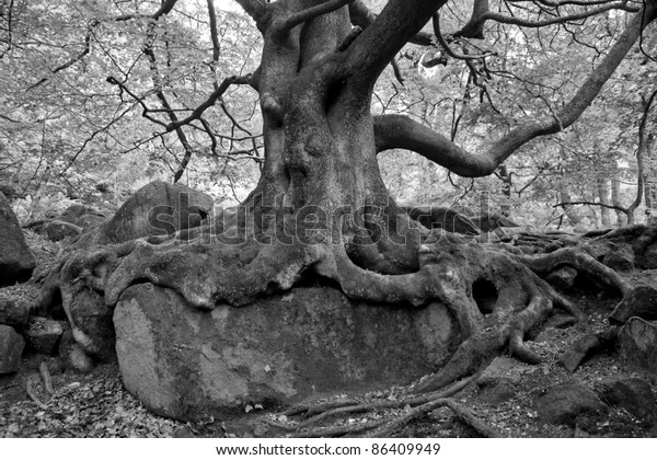 Black White Beech Tree Root System Stock Photo (Edit Now) 86409949