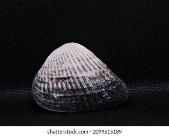 18,895 Black and white seashells Stock Photos, Images & Photography ...