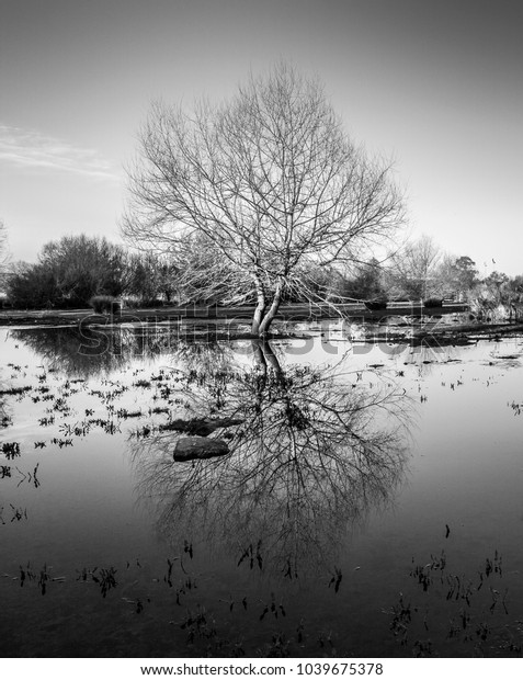 Black White Tree Reflections Without Branches Stock Photo 1039675378 ...
