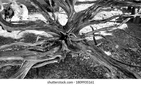 1 Dendritiform Images, Stock Photos & Vectors | Shutterstock