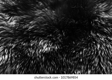 Black Wool Texture Background Dark Natural Stock Photo 1017869854 ...