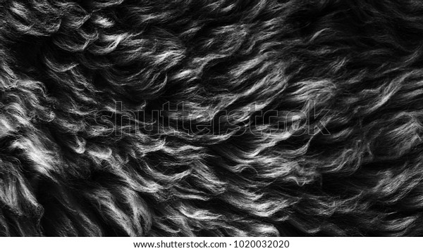 Black Wool Texture Background Dark Natural Stock Photo 1020032020 ...