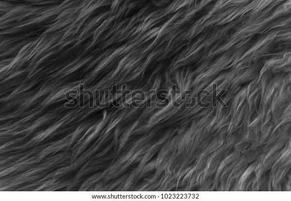 Black Wool Texture Background Dark Natural Stock Photo 1023223732 ...