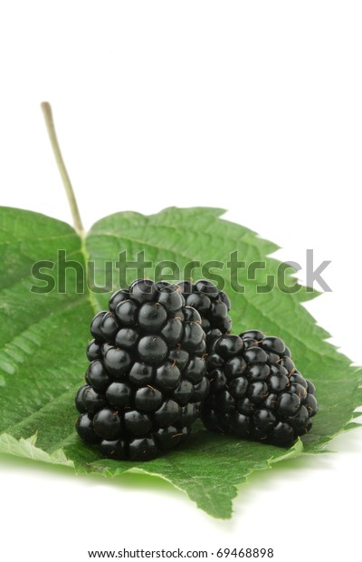 Blackberries Stock Photo 69468898 | Shutterstock