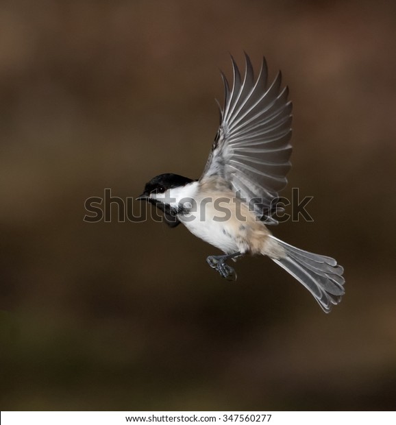 Blackcapped Chickadee Flight Stock Photo (Edit Now) 347560277
