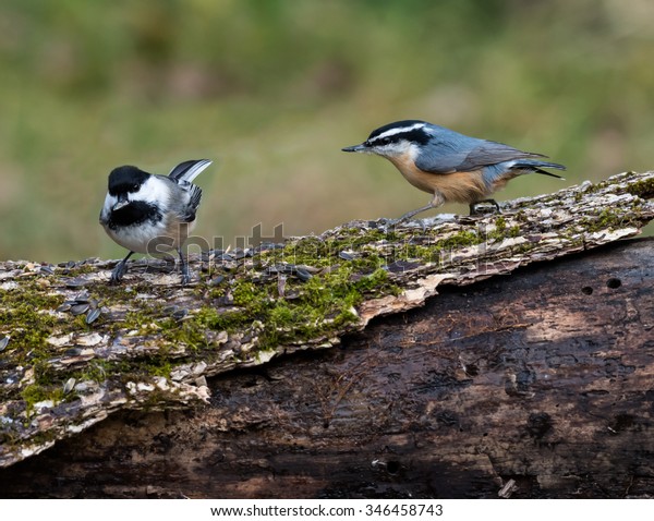 Blackcapped Chickadee Redbreasted Nuthatch Fall Stock Photo (Edit Now ...