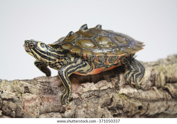 Blackknobbed Map Turtle Blackknobbed Sawback Stock Photo 371050337 ...