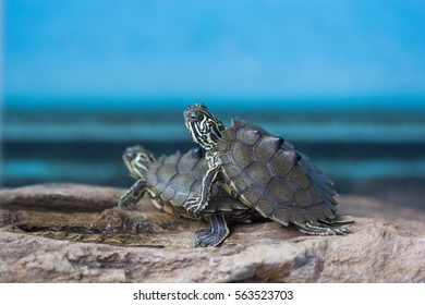 Blackknobbed Sawback Map Turtle Stock Photo 563523703 | Shutterstock