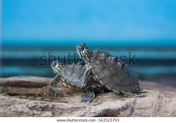 Blackknobbed Sawback Map Turtle Stock Photo (Edit Now) 563523703