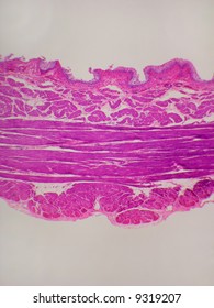 Bladder Tissue Cross Section Stock Photo 9319207 | Shutterstock