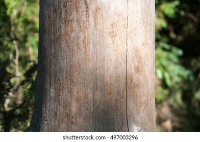 Blank Tree Large Stock Photo 497003296 | Shutterstock