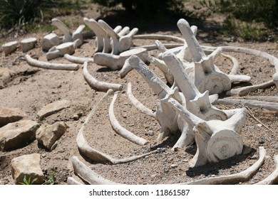 Bleached Bones Stock Photo 11861587 | Shutterstock