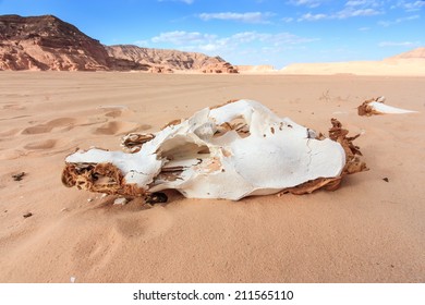 325 Sun bleached bone Images, Stock Photos & Vectors | Shutterstock