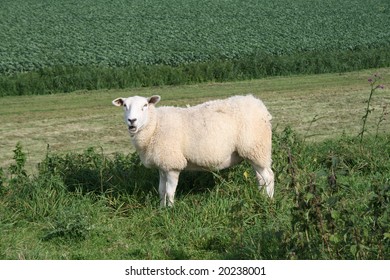1,624 Sheep bleating Images, Stock Photos & Vectors | Shutterstock