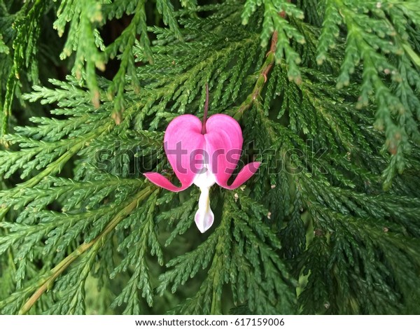 Bleeding Heart Background Stock Photo 617159006 | Shutterstock