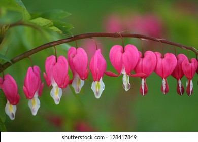 Plant Crying Heart Tear Drops Stock Photo 1403163062 | Shutterstock