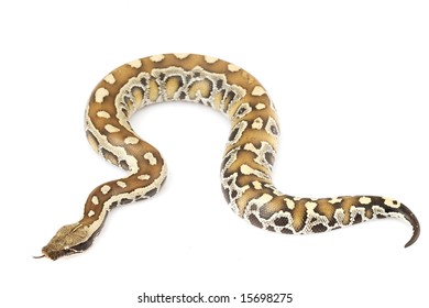 33,856 Python white background Images, Stock Photos & Vectors ...