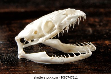 Blood Python Skull Stock Photo 1080747611 | Shutterstock