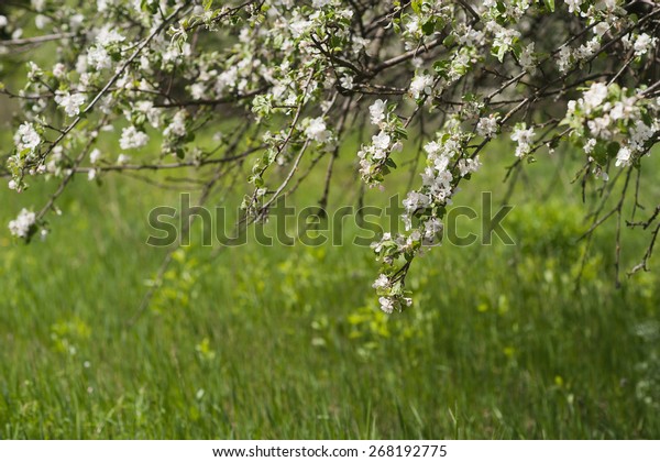 Blooming Apple Tree Spring Time Stock Photo 268192775 | Shutterstock