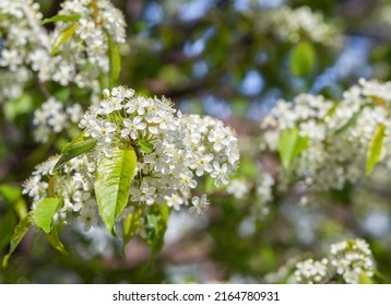 8,746 Cherry fire Images, Stock Photos & Vectors | Shutterstock