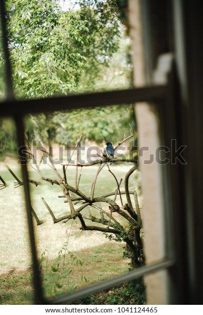 Blue Bird Through Window Stock Photo 1041124465 | Shutterstock