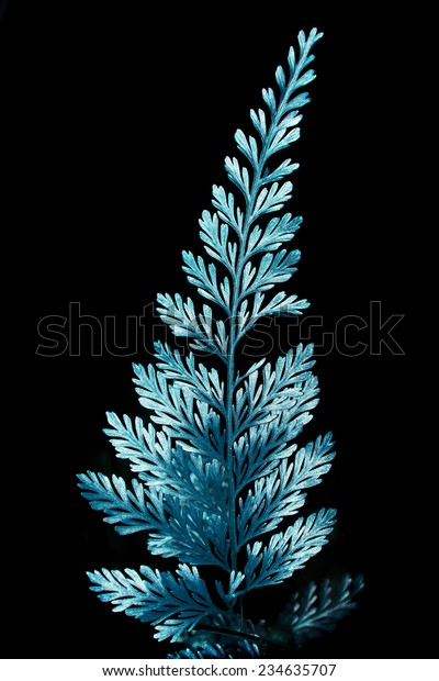 Blue Branch Black Background Stock Photo (Edit Now) 234635707