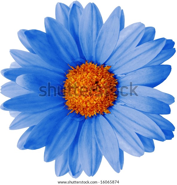 Blue Daisy Stock Photo (Edit Now) 16065874