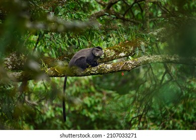 1,748 Blue Female Monkey Images, Stock Photos & Vectors | Shutterstock