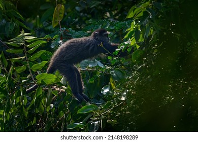 1,748 Blue Female Monkey Images, Stock Photos & Vectors | Shutterstock