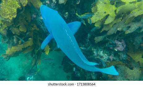 186 Blue groper Images, Stock Photos & Vectors | Shutterstock