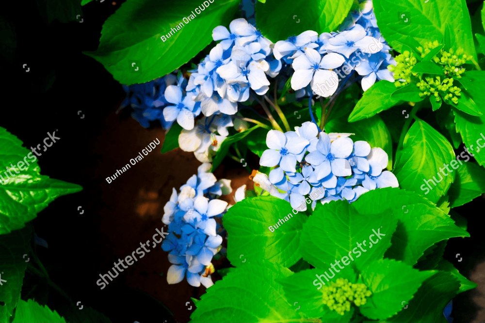 Blue Hydrangea macrophylla, commonly referred to as bigleaf hydrangea ...