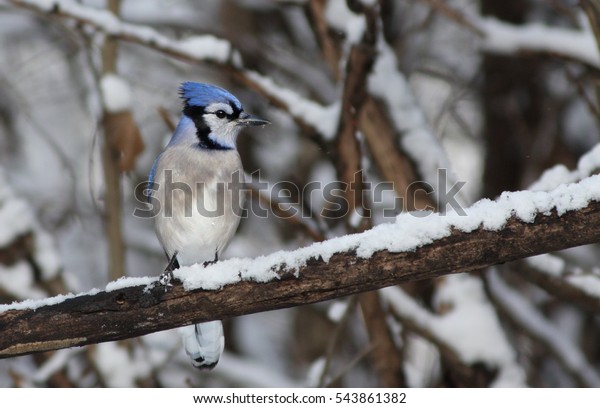 Blue Jay Winter Stock Photo 543861382 | Shutterstock