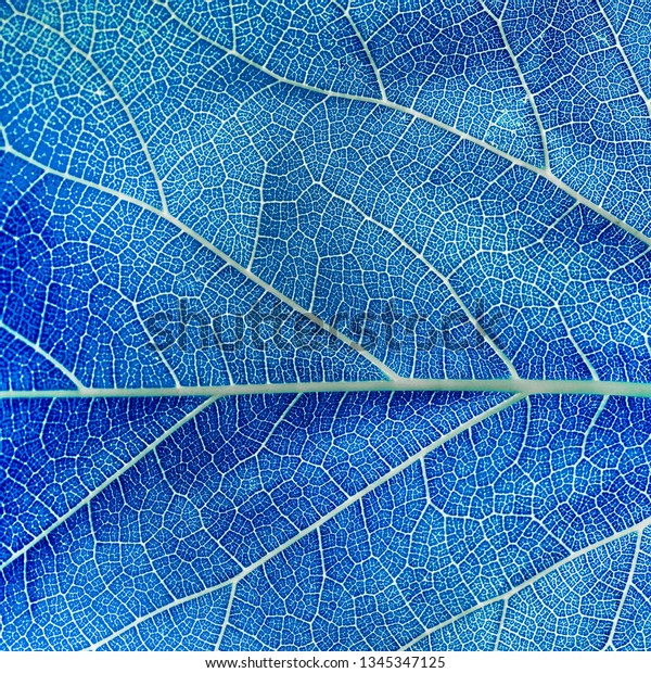 Blue Leaf Texture Background Stock Photo (Edit Now) 1345347125