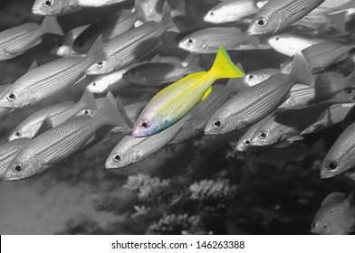 69,139 Fish stand out Stock Photos, Images & Photography | Shutterstock