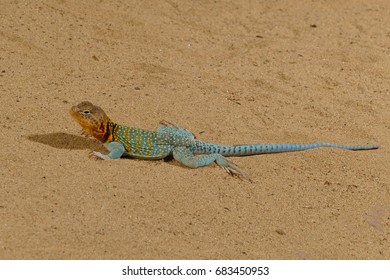 25 Moustache crested lizard blue Images, Stock Photos & Vectors ...