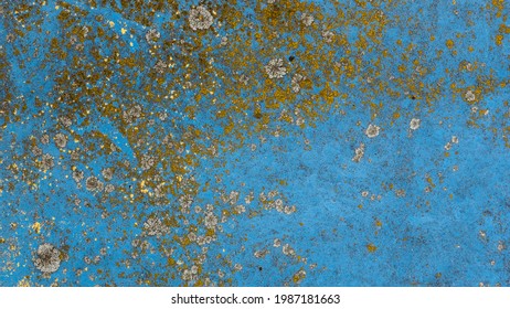1,503 Blue stain fungus Images, Stock Photos & Vectors | Shutterstock