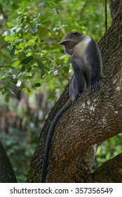 Blue Monkey Cercopithecus Mitis Kenya Stock Photo 357356549 | Shutterstock