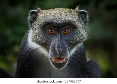 37,197 Monkey blue Images, Stock Photos & Vectors | Shutterstock