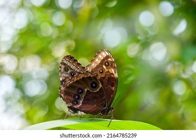 Blue Morpho Buttefly Mating Coupling Nature Stock Photo 2164785239 ...