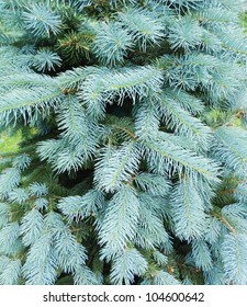 Blue Pine Tree Stock Photo 104600642 | Shutterstock