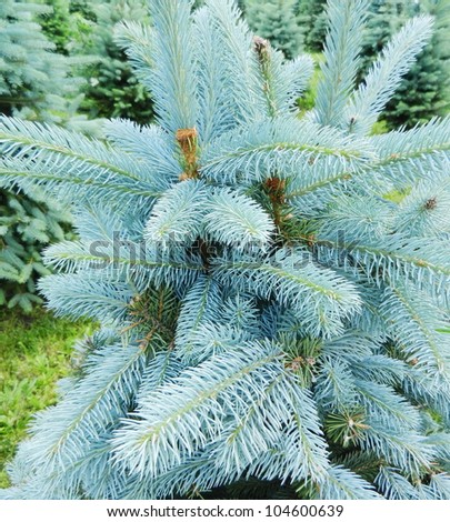 Blue Pine Tree Stock Photo (Edit Now) 104600639 - Shutterstock