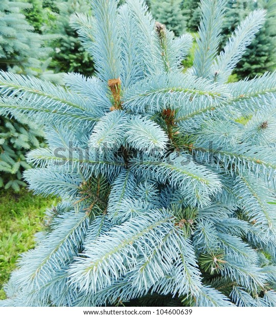 Blue Pine Tree Stock Photo (Edit Now) 104600639
