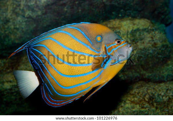 Blue Ring Angelfish Stock Photo 101226976 | Shutterstock