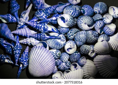1,331 Periwinkle shell Images, Stock Photos & Vectors | Shutterstock