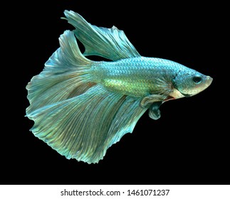 480 Silver betta fish Images, Stock Photos & Vectors | Shutterstock