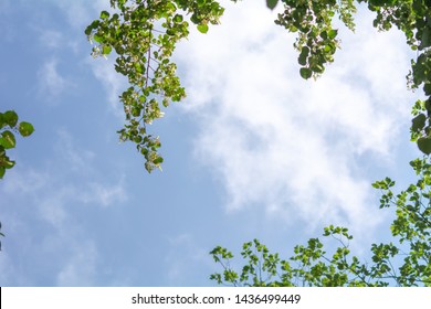 Blue Sky Clouds Tree Leafs Stock Photo 1436499449 | Shutterstock