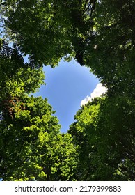 136,225 Blue Sky Through Trees Images, Stock Photos & Vectors ...