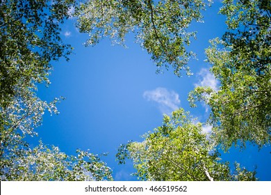 136,225 Blue Sky Through Trees Images, Stock Photos & Vectors ...